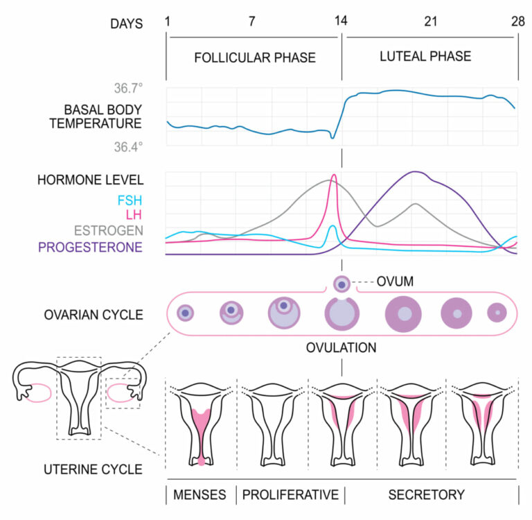 Beyond Blood: The Science and Significance of Women's Hormonal Cycles ...