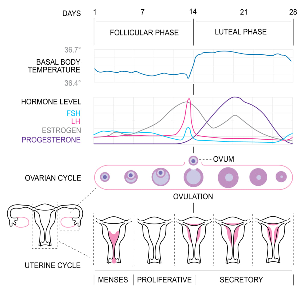 Beyond Blood: The Science and Significance of Women's Hormonal Cycles ...